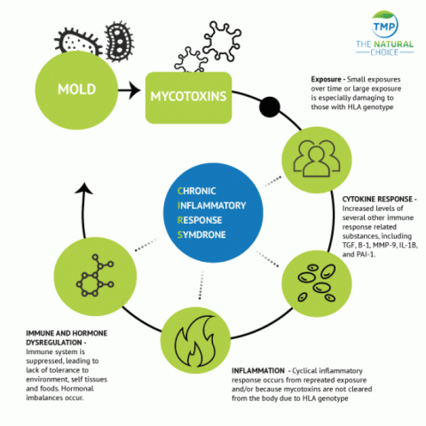Mold & Mycotoxins: Functional Medicine Insights for Providers